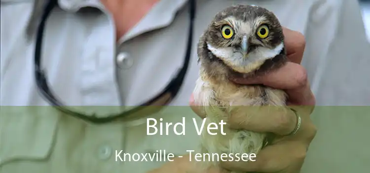 Bird Vet Knoxville - Emergency Exotic Avian Vet Near Me